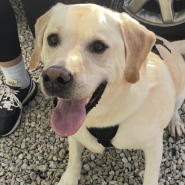 Current Dogs – Yappy Ever After